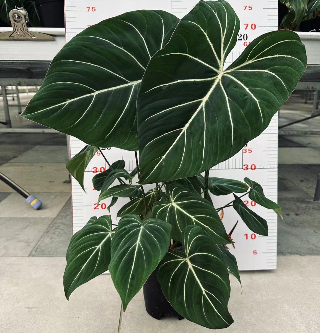明脉蔓绿绒Philodendron gloriosum绒面室内大叶绿植耐阴桌面阳台