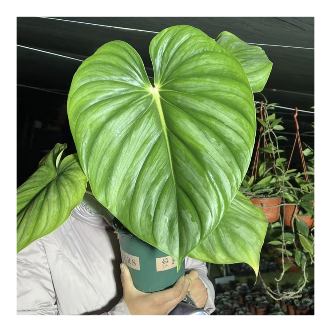 快乐植物 西瓜皮碧浪蔓绿绒室内ins风观叶绿植净化空气网红植物