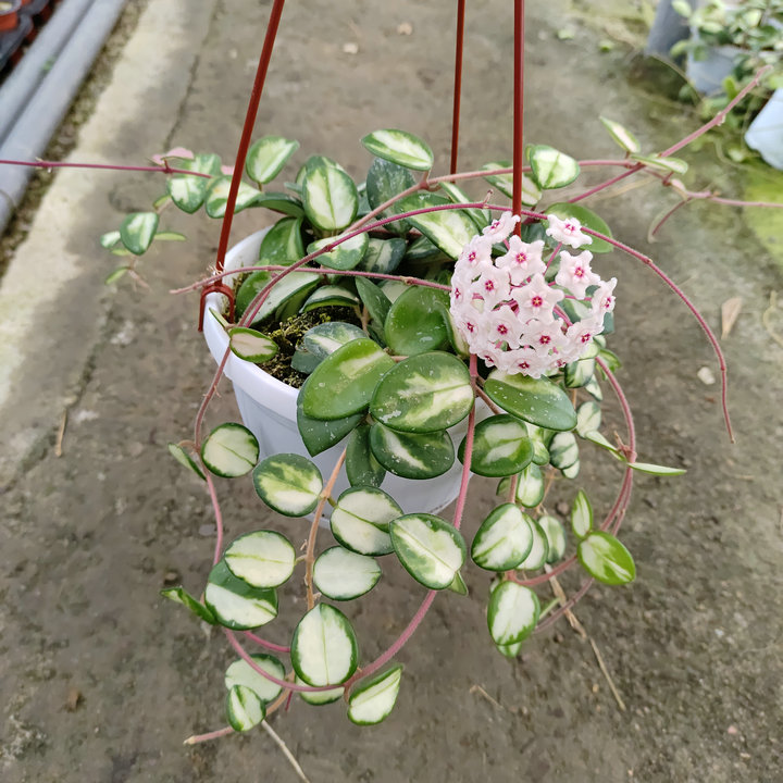 匍匐内锦球兰Hoya Mathilde Variegata米切尔德内锦大苗长藤花卉