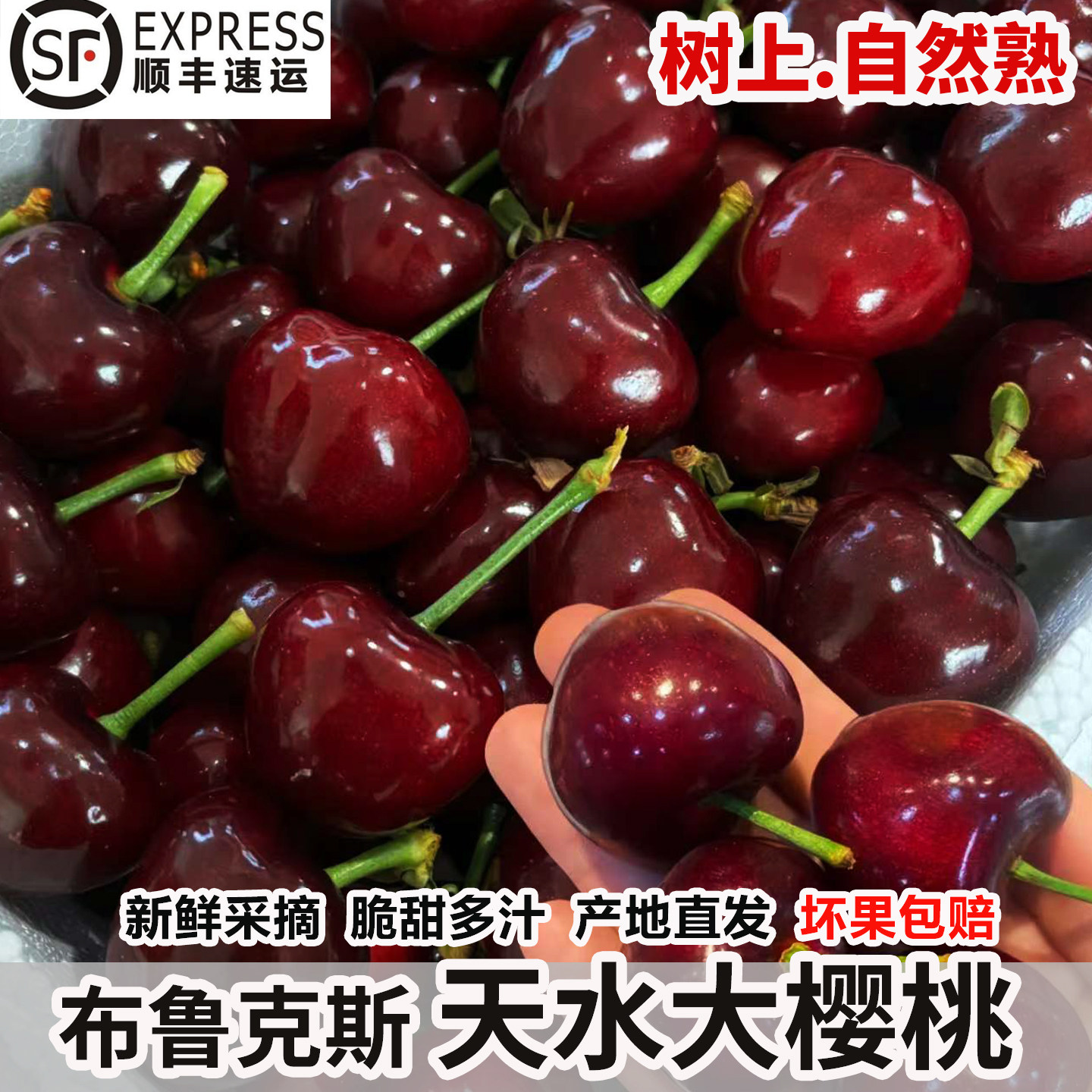 甘肃天水大樱桃布鲁克斯套袋樱桃当季新鲜水果脆甜多汁国产车厘子
