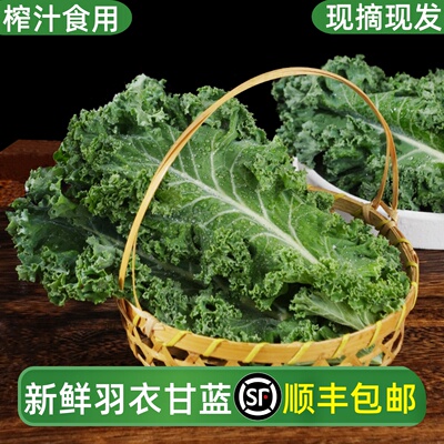 羽衣甘蓝新鲜蔬菜嫩叶榨汁沙拉菜