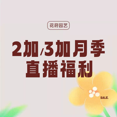 花莳园艺 【 2加月季福利】特惠非偏包邮月季盆栽法版花宫娜月季