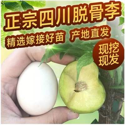 青脆李 嫁接91620900660042310J树苗 早熟清脆李苗 晚熟青翠李 高