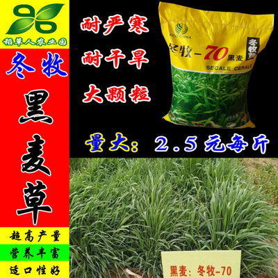 鸡鸭鱼畜禽北方包邮冬牧70黑麦草