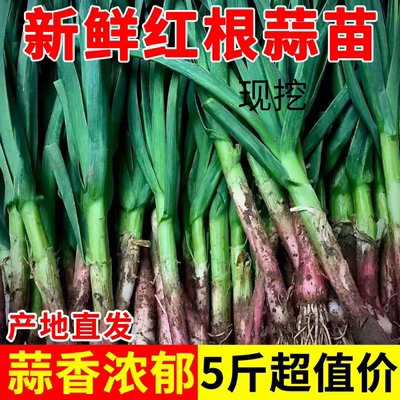 河南红皮蒜苗新鲜大蒜苗5斤1斤红根大蒜青蒜苗当季蔬菜现挖农家菜