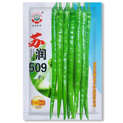 苏润509线椒种子早中熟绿加长条椒中辣高品质辣椒种子抗病高产