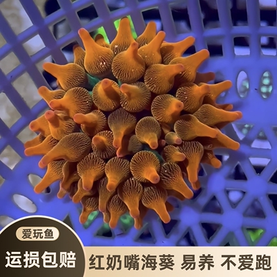 红奶嘴海葵珊瑚海水生物软体