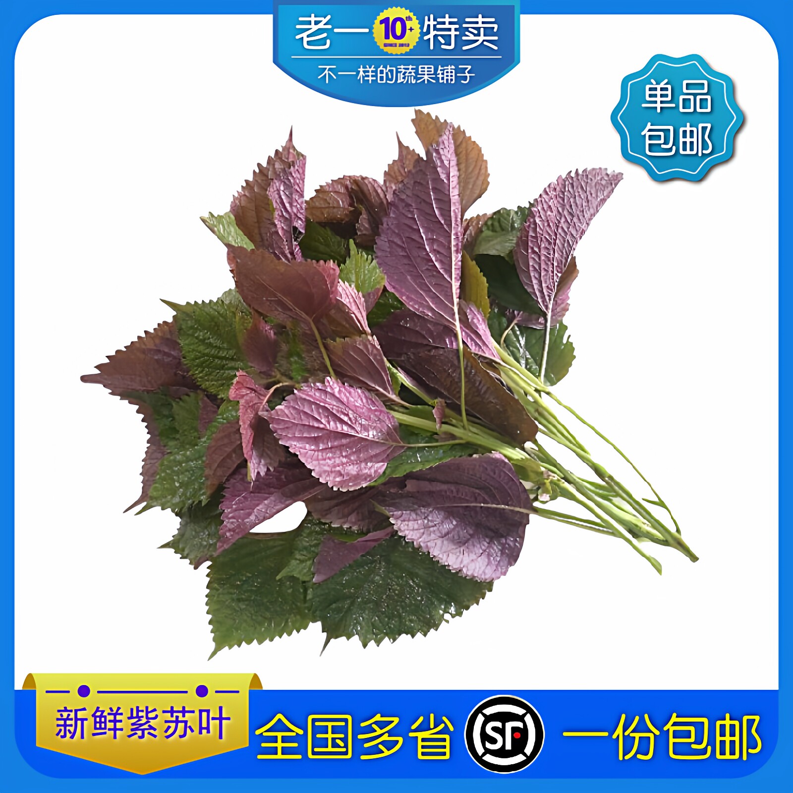 新鲜紫苏叶顺丰包邮带杆酒店鱼虾蟹海鲜去腥紫大叶苏子叶无香味