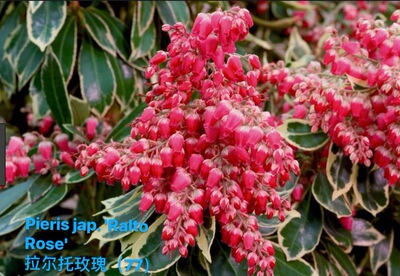 荷兰进口马醉木盆栽苗现货包邮