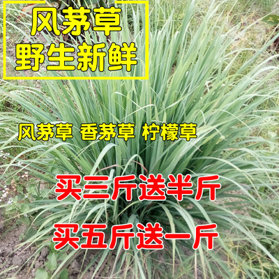 野生新鲜风茅草去头风的风茅辣茅