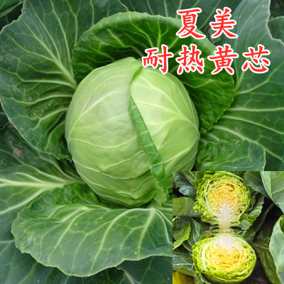 甘蓝种子甘蓝苗包心菜包包菜包菜莲花白种籽松软黄芯脆甜蔬菜种籽