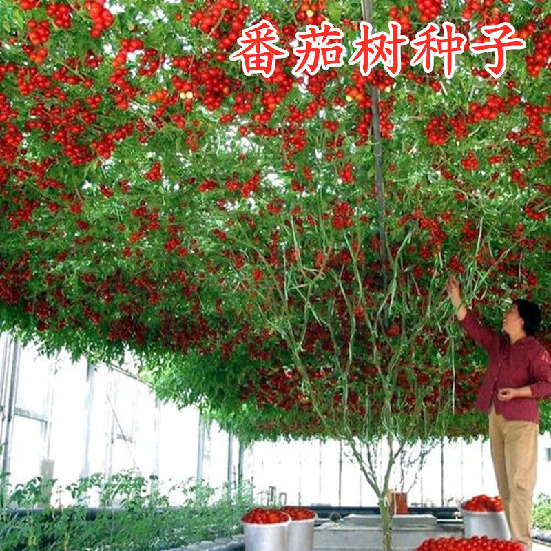 番茄树种子辣椒树茄子树苦瓜树西瓜树黄瓜树特色景观蔬菜高产庭院