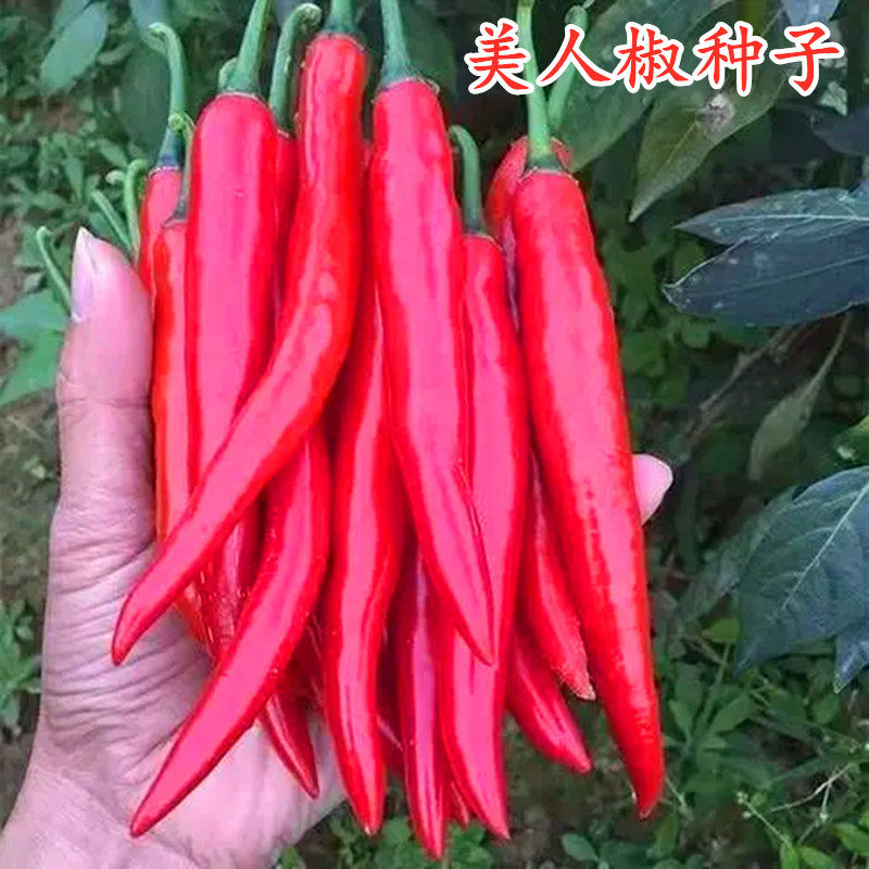 红丰美人椒种子朝天椒种籽辣椒苗线椒二金条早熟超辣高产肉厚包邮
