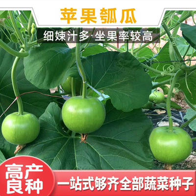 圆形苹果瓠子庭院阳台口感好蒲瓜
