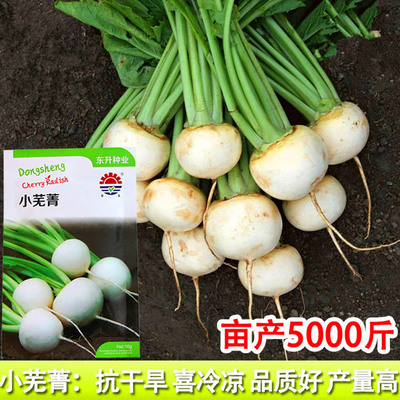 小芜菁种子白色樱桃萝卜种籽特色白色樱桃小萝卜四季蔬菜庭院阳台