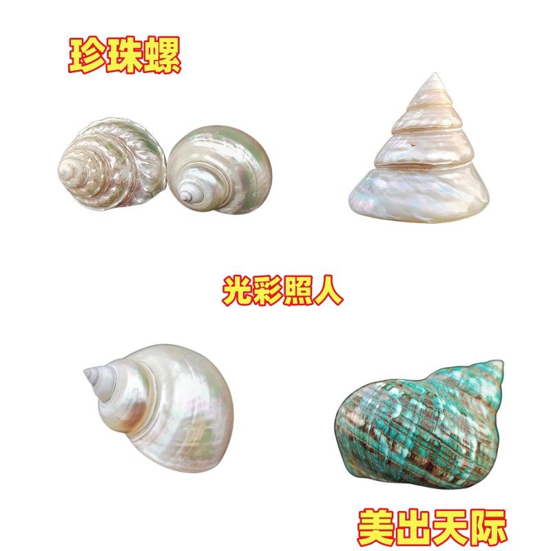 天然大海螺珍珠塔螺 夜光螺大绿螺 绿螺创意摆件鱼缸造景收藏标本