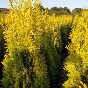 针叶树 北美香柏 金色翡翠 Thuja occidentalis 'Golden Smaragd'