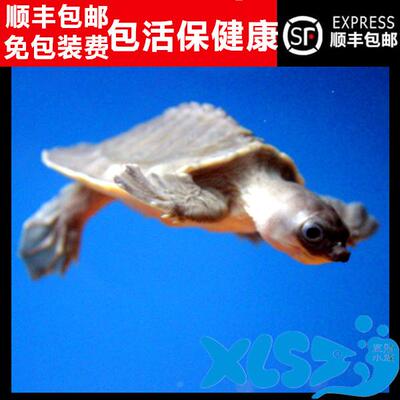 猪鼻龟活体深水龟幼龟包邮带证
