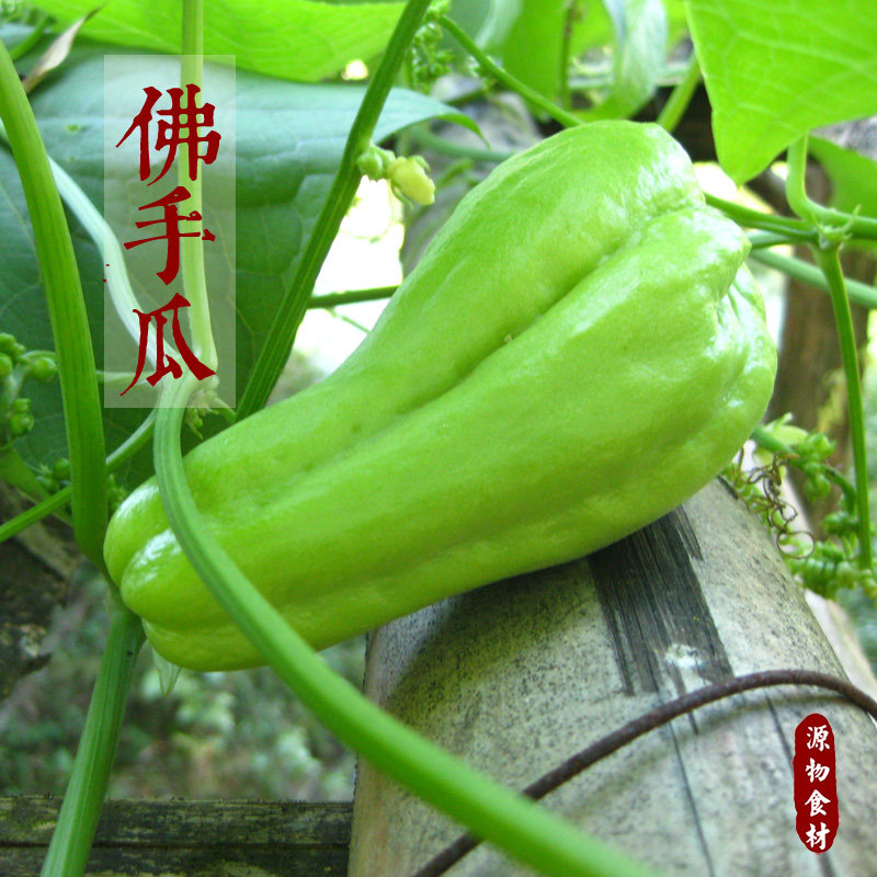 福建闽东高山佛手瓜合手瓜丰收瓜合掌瓜洋瓜3斤包邮