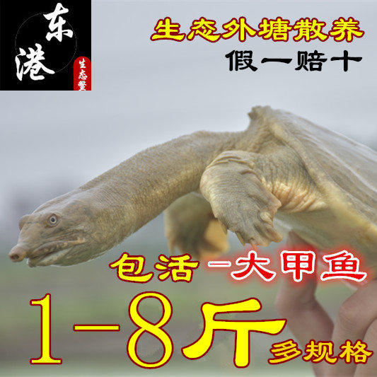 生鲜活体大甲鱼外塘生态野外包邮1-8斤中华老鳖水鱼团鱼王八散养