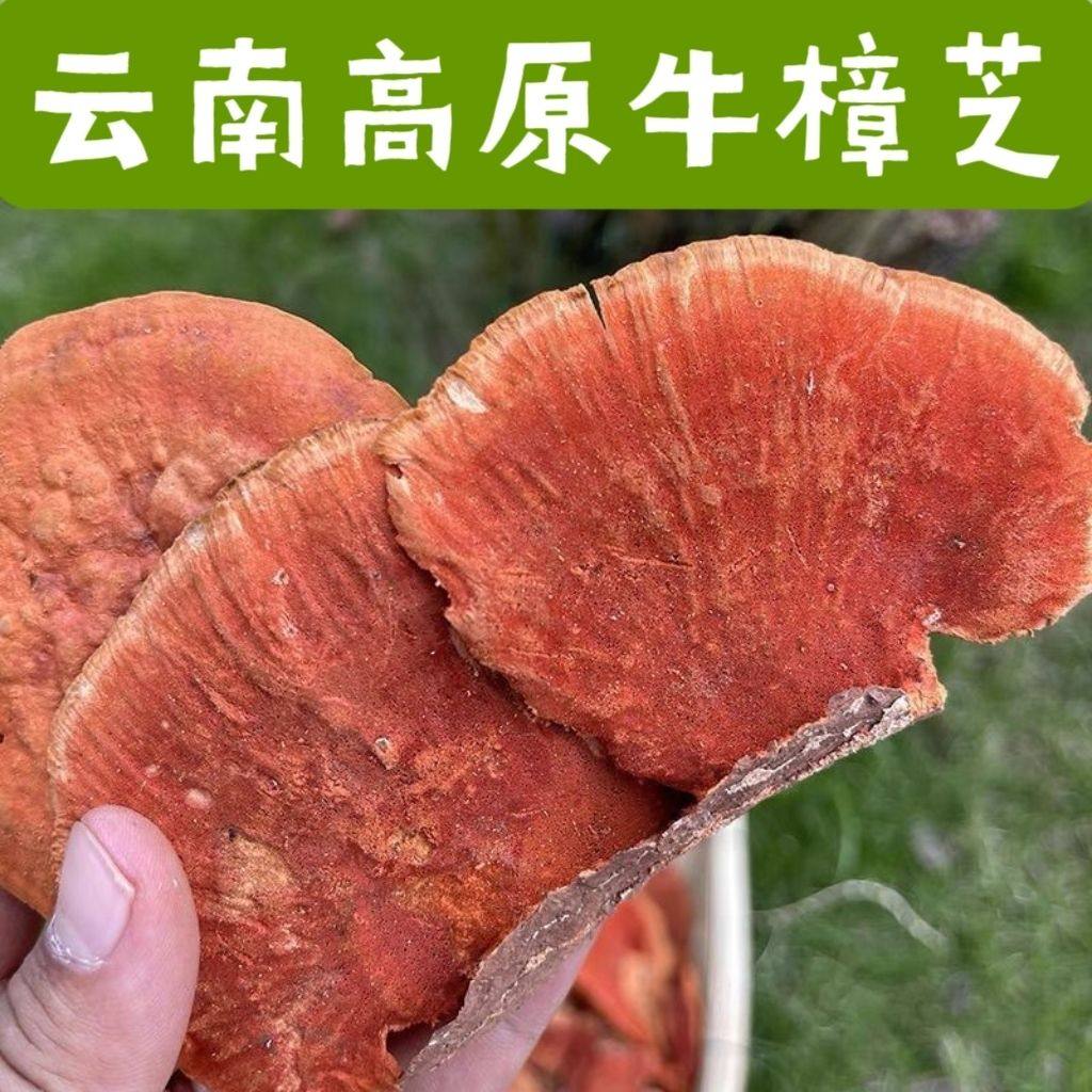 云南高原牛樟芝红樟芝血灵芝红栓菌高原采摘50-500克