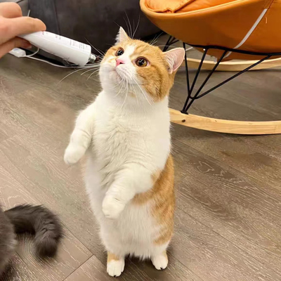 【LAZYVISION】2025春夏手工玛丽珍平底芭蕾舞法式单鞋SW6890-1