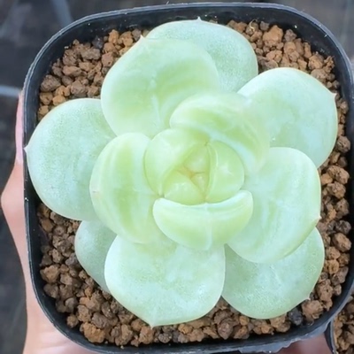 呱唧呱唧30系列混主图定繁多肉