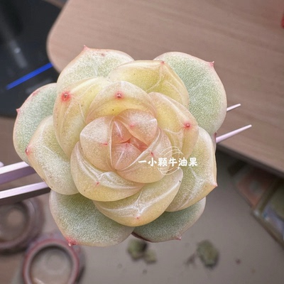 呱唧呱唧3007西柚珍妮多肉