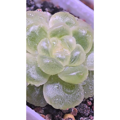 爆珠青提银行狗母本定繁多肉