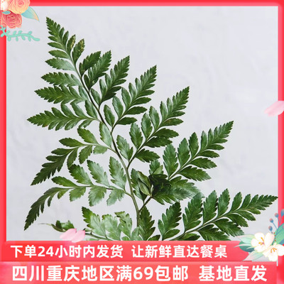 羊齿叶高山羊子叶可食用西餐盘饰装饰食材顺丰包邮
