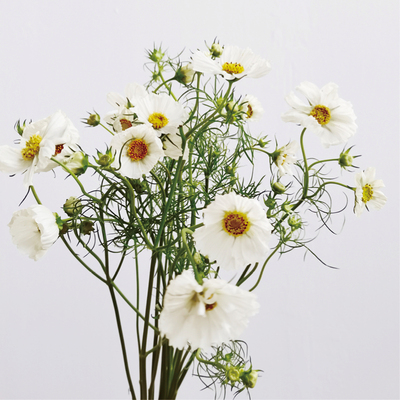 鲜花波斯菊清新自然家庭节日