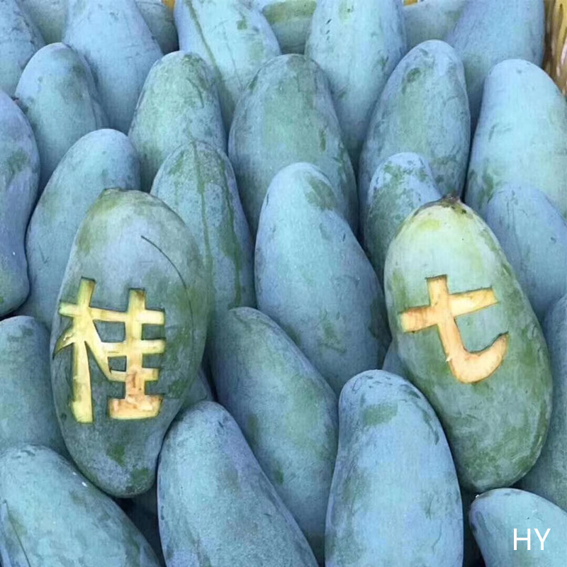 【广西百色桂七芒】当季新鲜芒果新鲜水果包邮代发