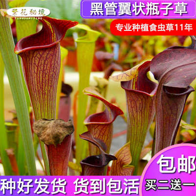 黑管翼状瓶子草【褐黑色管状大型绿植盆栽食人花巨型品种】