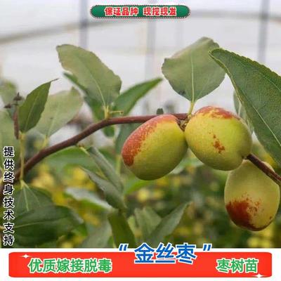 河北沧州金丝小枣树苗嫁接金丝小枣苗蜜枣树盆栽地栽南方北方种植