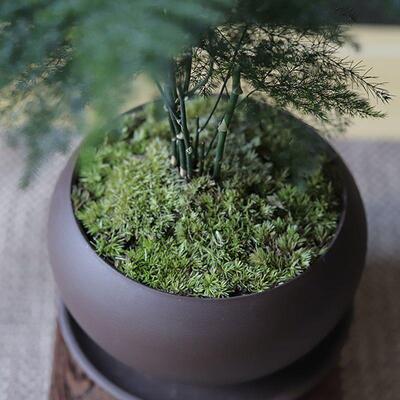 Purple Sand Bodhi tee Flower Pot Ceramic Flower Pot Wealth t