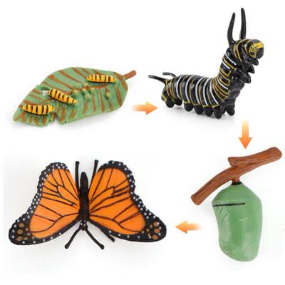 Kids Educational Toys Plant Seeds Growth Life Cycle Playset