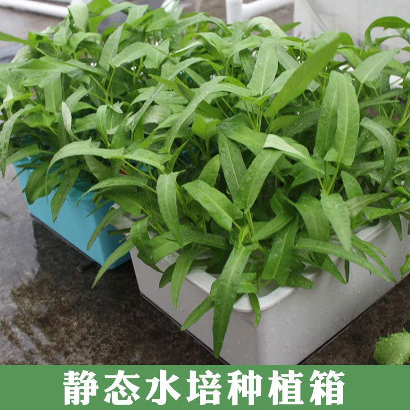 无土栽培设备家庭室内阳台蔬菜多肉种菜花卉静态水培种植箱