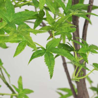 ADR款仿真绿植仿真枫叶树网红绿树枫酒店商新场绿植内假树室外装