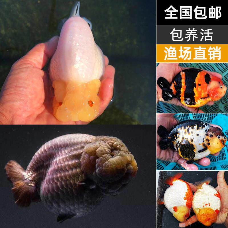 兰寿鱼纯种奶牛兰寿鱼苗观赏鱼淡水好养活冷水金鱼活鱼观赏鱼泰狮