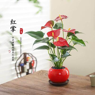 火鹤花盆栽一帆风顺八方来财室内桌面好养活花卉绿植年宵花过年送