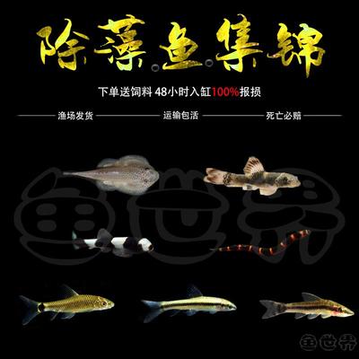 黑线飞狐鱼热带小精灵鱼小猴飞狐鱼苦力泥鳅鱼草缸除藻小型观赏鱼
