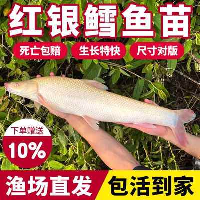 红眼银鳕鱼苗淡水鱼苗养殖食用白子招财龙大鳞鲃冷水观赏鱼食用鱼