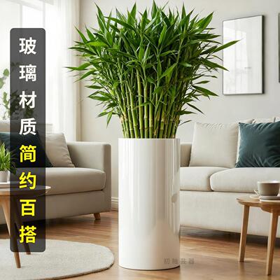 特大富贵竹花瓶大号水培转运竹专用花盆玻璃器皿304050cm高落地