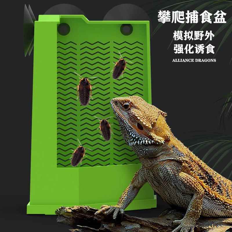 鬃狮蜥食盆爬宠爬缸吸盘挂壁式昆虫攀爬碗守宫变色龙树栖类诱食皿