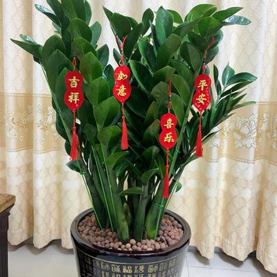 采购产品搬迁到一个新的家，节日装饰，金钱树，金钱树，盆景，祝