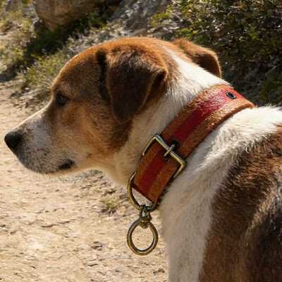 Wholesale pet supplies: adjustable dog collars and neck stra