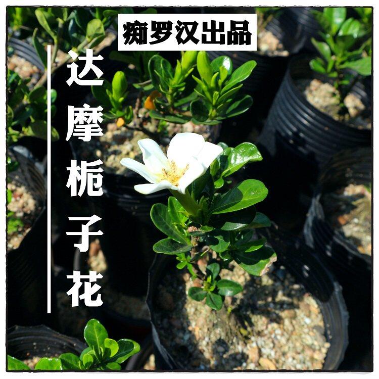 (痴罗汉)达摩栀子花 喜黛誉 清誉 南昆山 一寸法师 水横枝盆栽