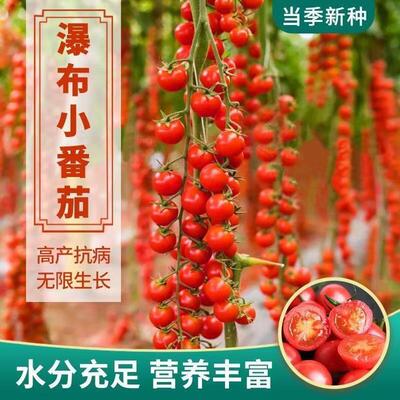 Waterfall tomato seeds, cherry cherry tomatoes, millennial