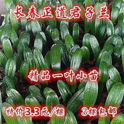 长春正道精品君子兰 一叶小苗 宽短圆头麻脸和尚油匠盆栽绿植包邮