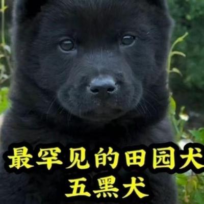 五黑犬幼犬聪明纯黑狗看家护院可爱好养赶山犬中华田园犬听话全黑